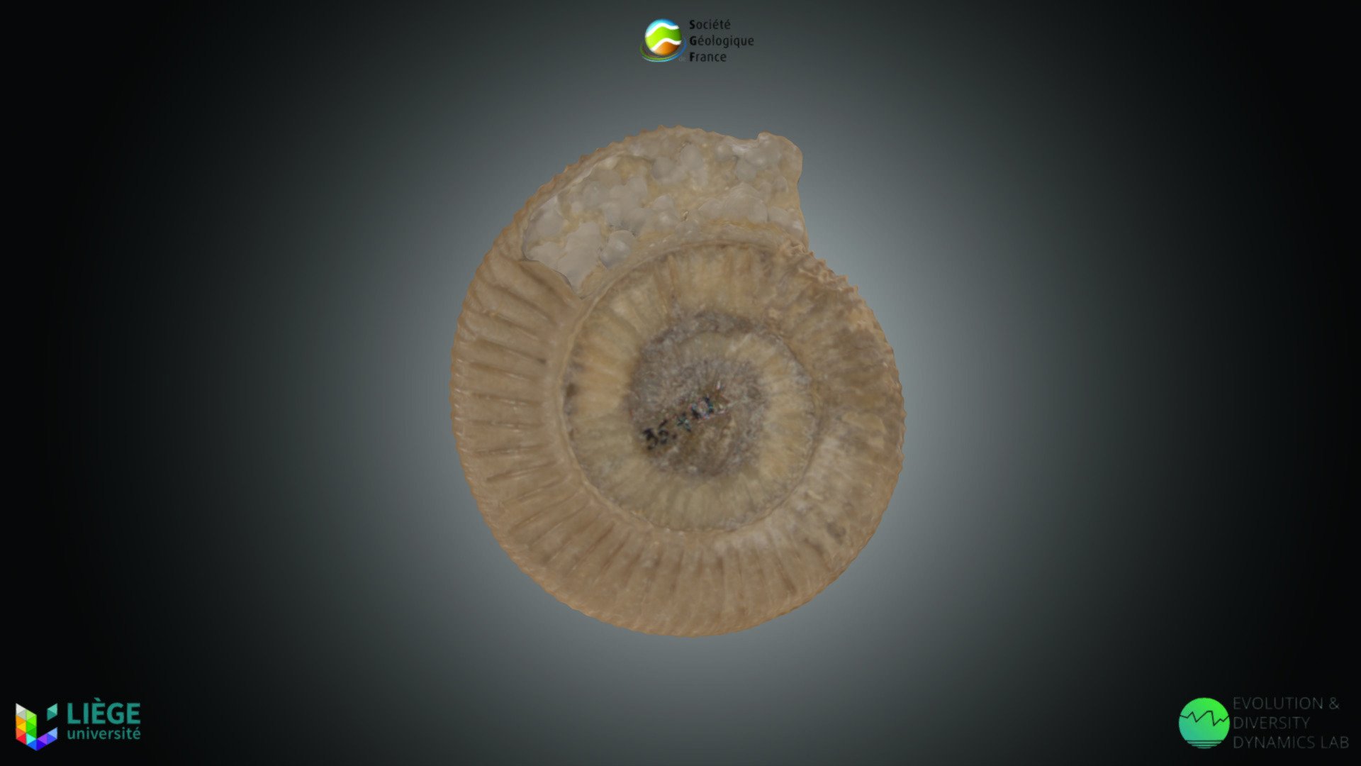 Cephalopode - Dactylioceras sp. - Download Free 3D model by Société ...