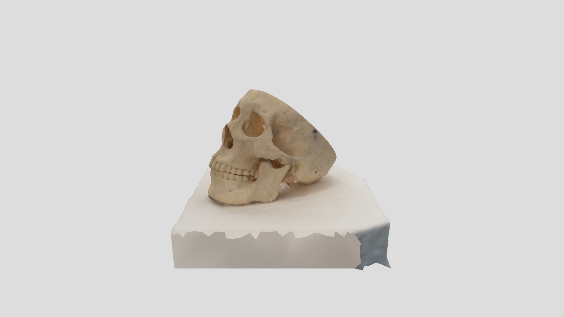Skull - Download Free 3D model by Kobraaa [5ee9210] - Sketchfab