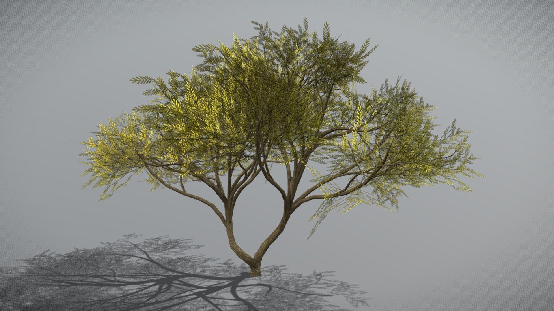 Acacia 5 (Animated Tree) - Buy Royalty Free 3D model by bsp [5eec8ef ...