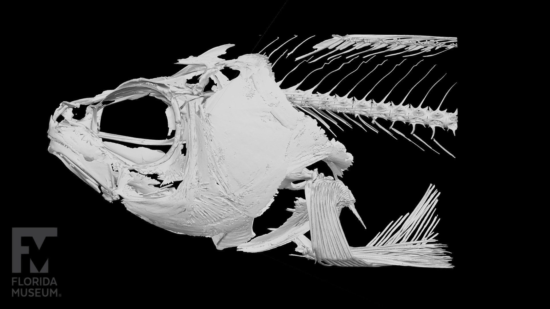 Man-of-war Fish CT Scan, Nomeidae - 3D model by FloridaMuseum [5eedc34 ...