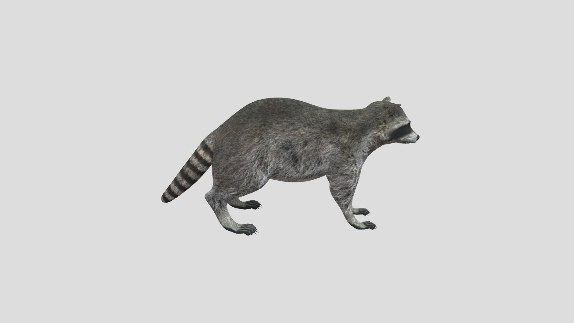 Racoon_v1_l3_123c64ea6944-621e-4be3-81b9-3218d04 - Download Free 3D ...