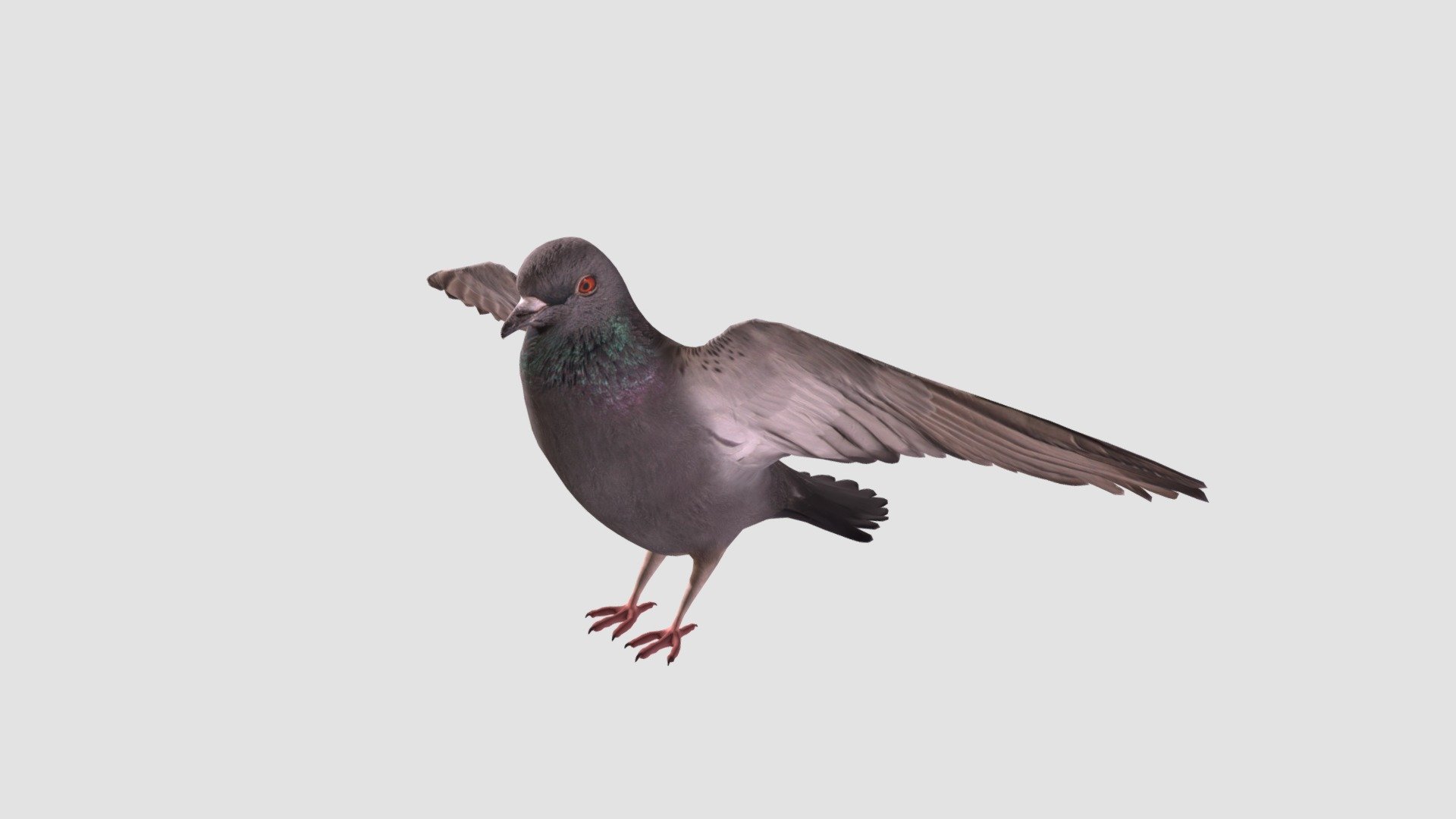 pigeon - Buy Royalty Free 3D model by Evermotion [5ef3643] - Sketchfab ...