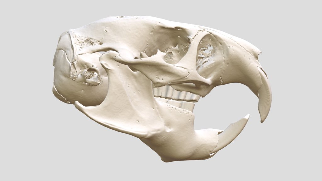 Rodent Skulls - A 3D model collection by Biodiversity - Sketchfab