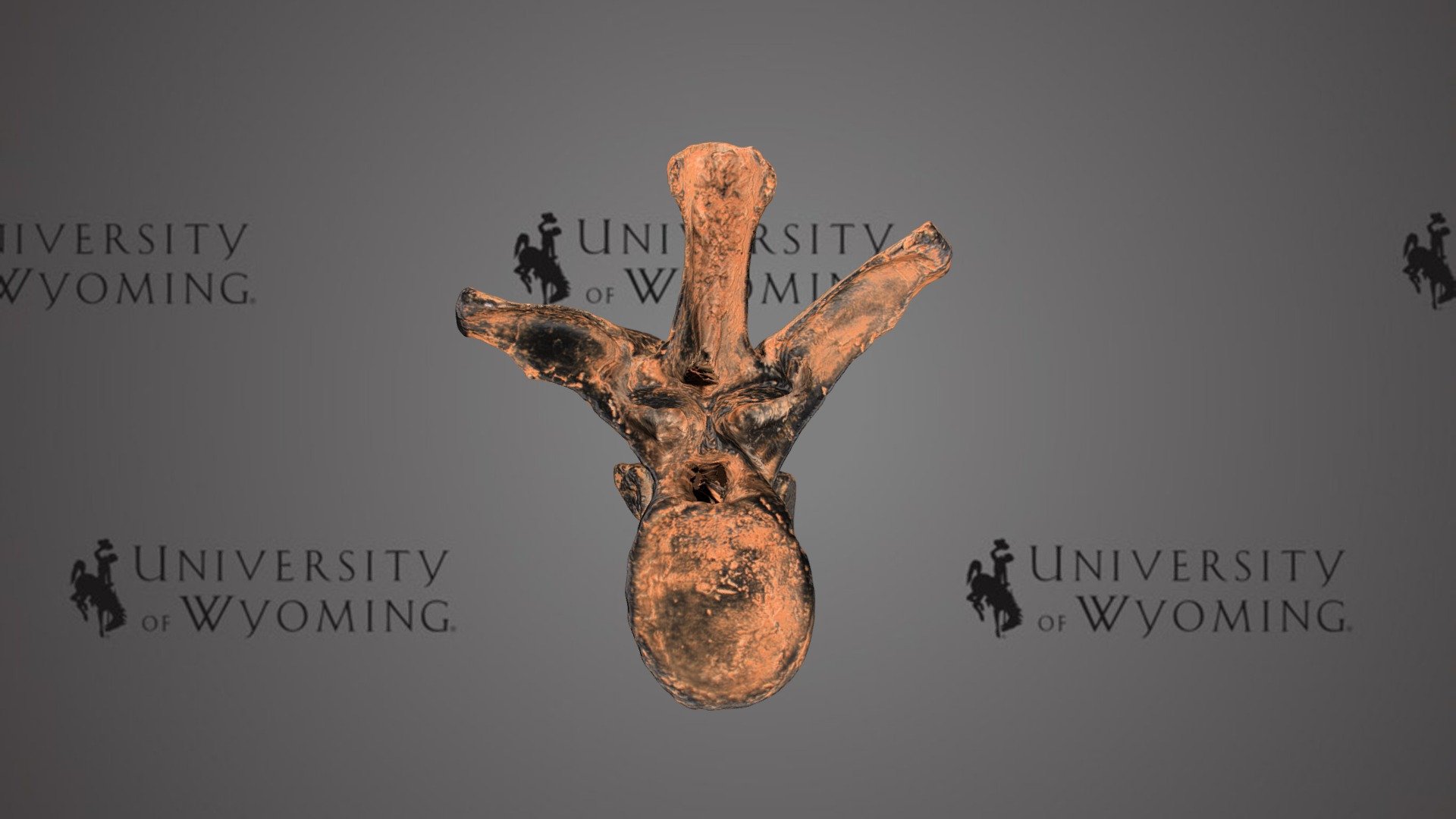 UW 46894 - Allosaurus fragilis, vertebra - Download Free 3D model by ...