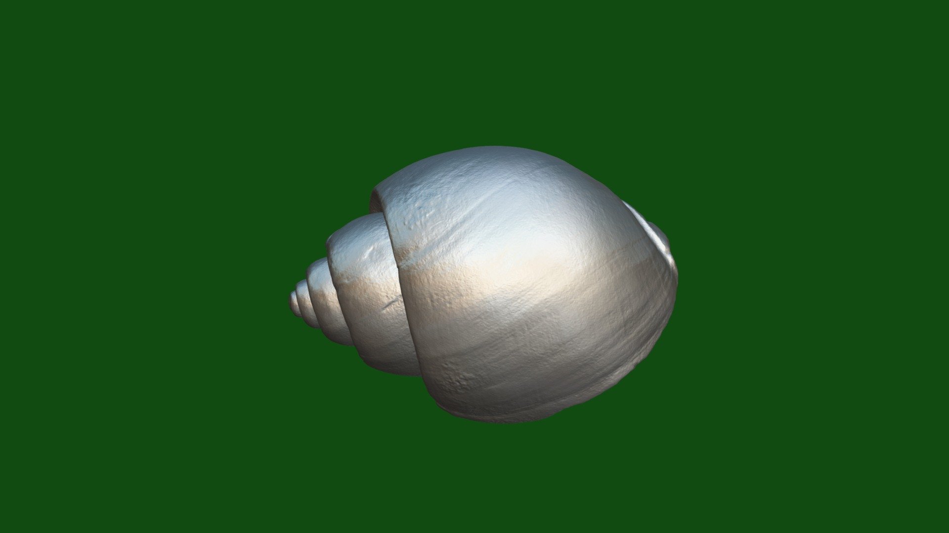 Sea-snail - Download Free 3D model by Nancy/Lanzi Luo (@Thunk3D-Nancy ...