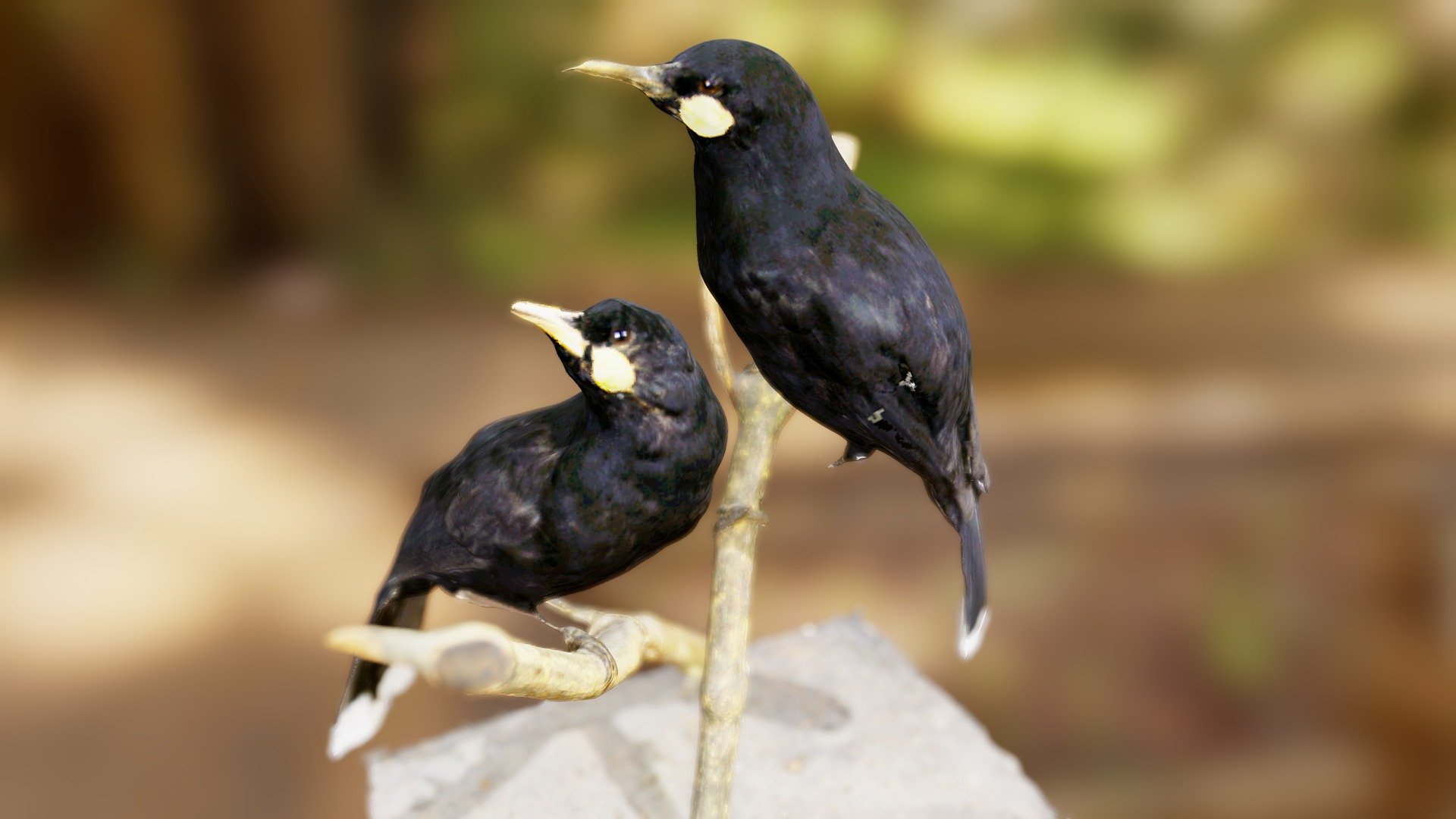 Разноклювая гуйя | Huia - 3D model by darwinmuseum.ru [5efd43c] - Sketchfab