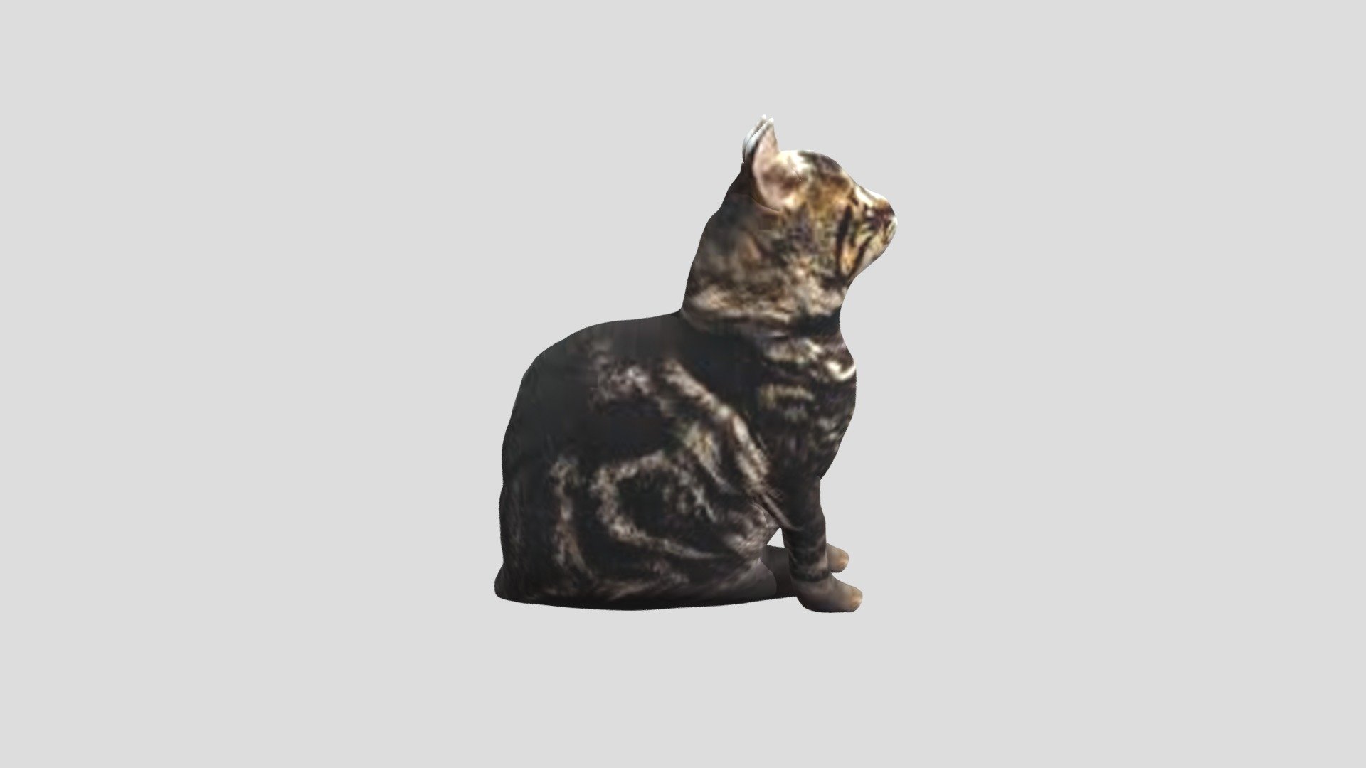 cat - Download Free 3D model by a050079 [5f043cf] - Sketchfab