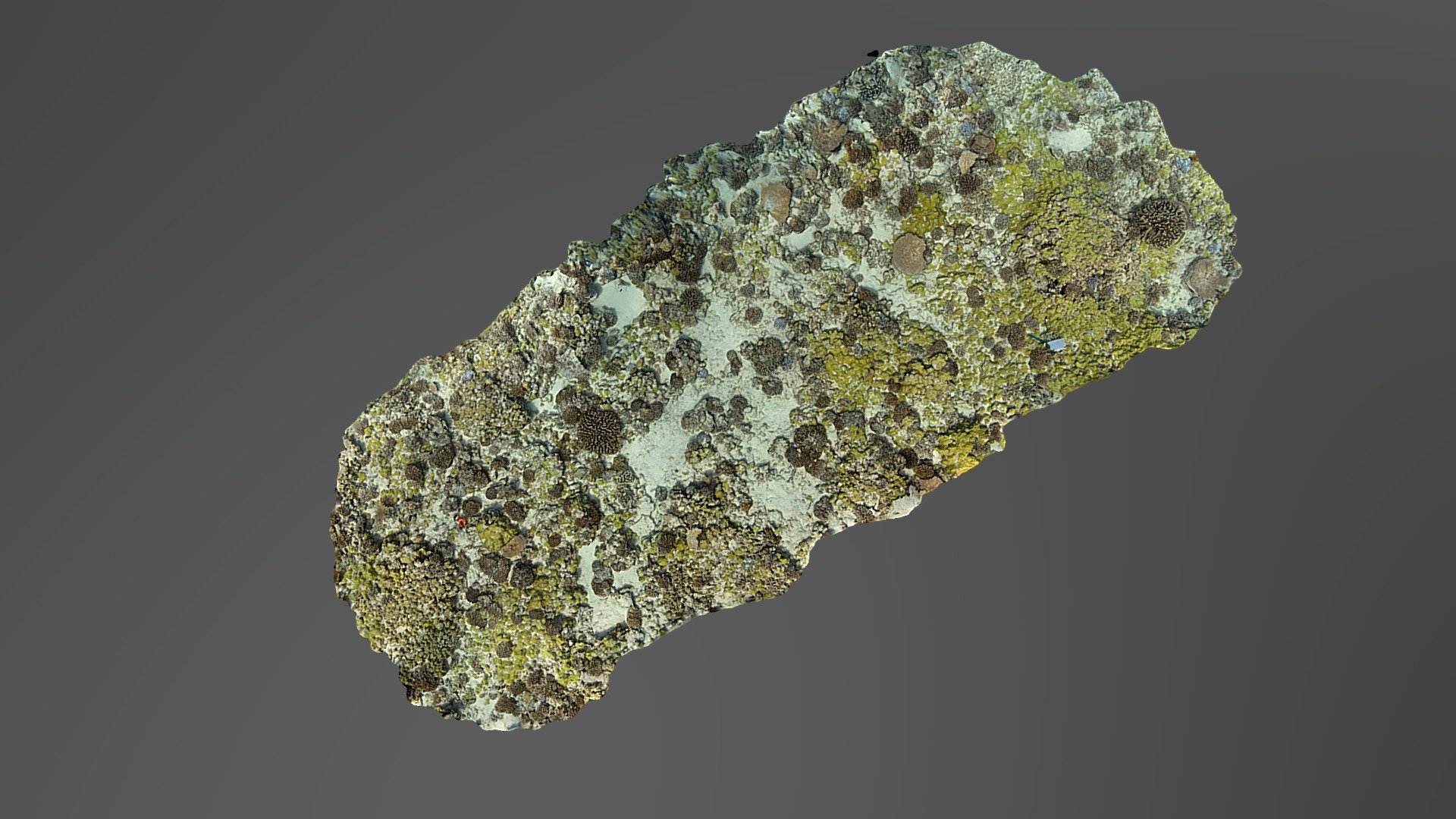 French Frigate Shoals: Danger Rock Transect 2 - 3D model by MEGA Lab ...