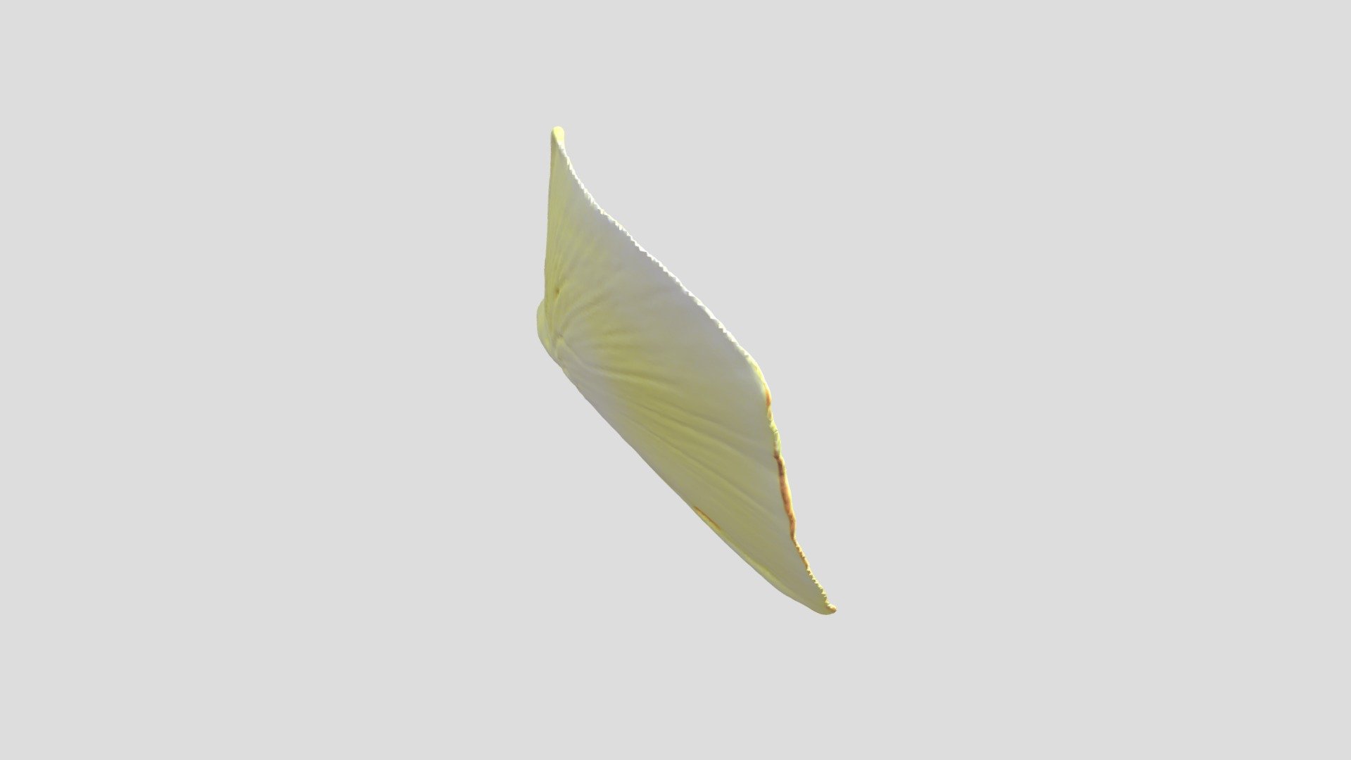 Cyprinus carpio (common carp) - opercle - 3D model by osteoarchaeology ...