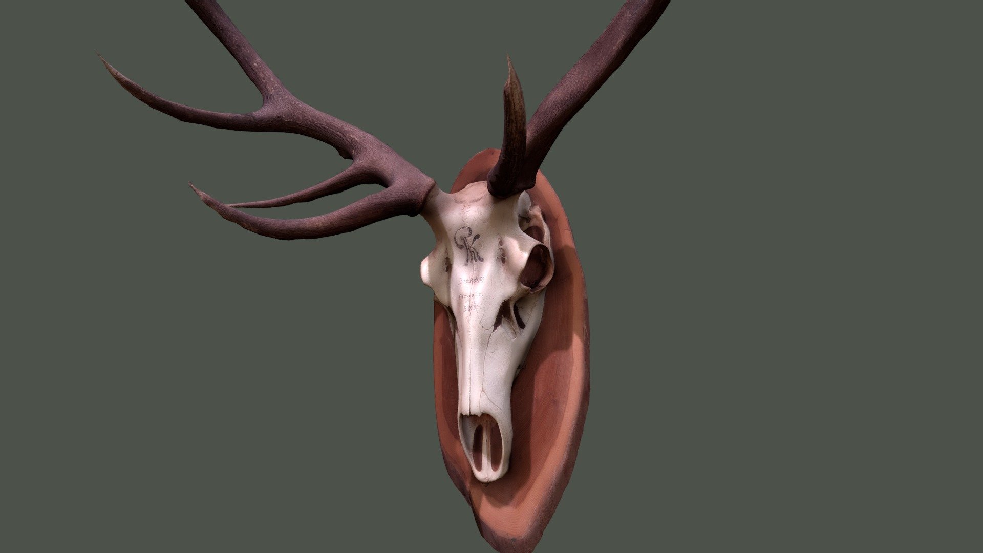 Deer skull - Download Free 3D model by Giebel [5f0bd25] - Sketchfab