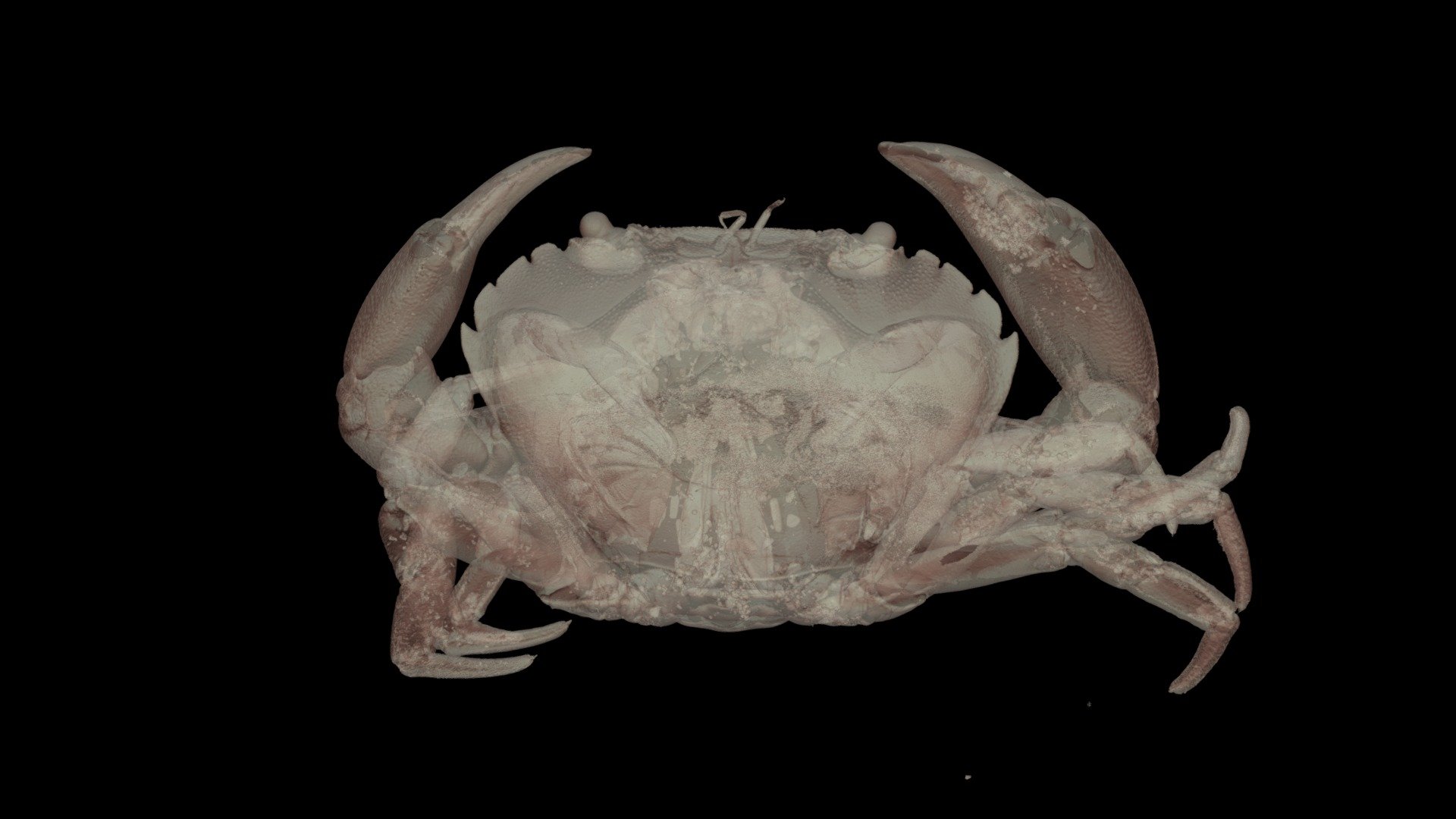 ヤクジャマガニ 🦀 CT scan 🦴 ♀ Kumadori Xanthid Crab - Download Free 3D model by ...