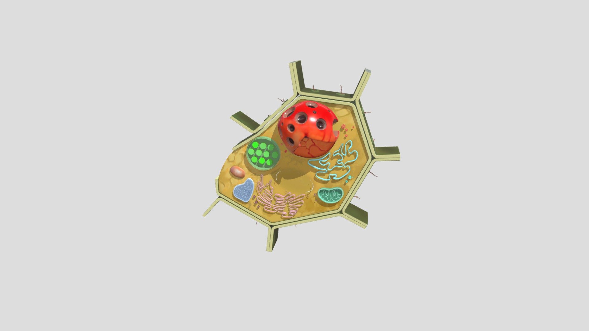 plant cells - 3D model by jingga [5f11036] - Sketchfab