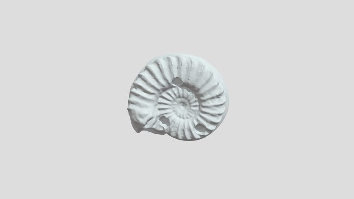 Ammonite 3D models - Sketchfab