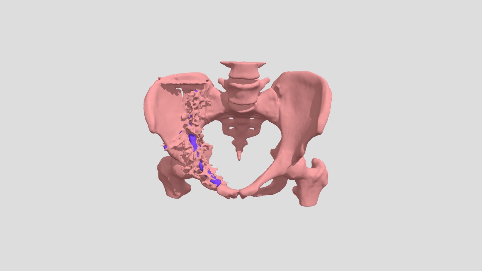 Pelvis - Download Free 3D model by ylimeanderson [5f1fe24] - Sketchfab