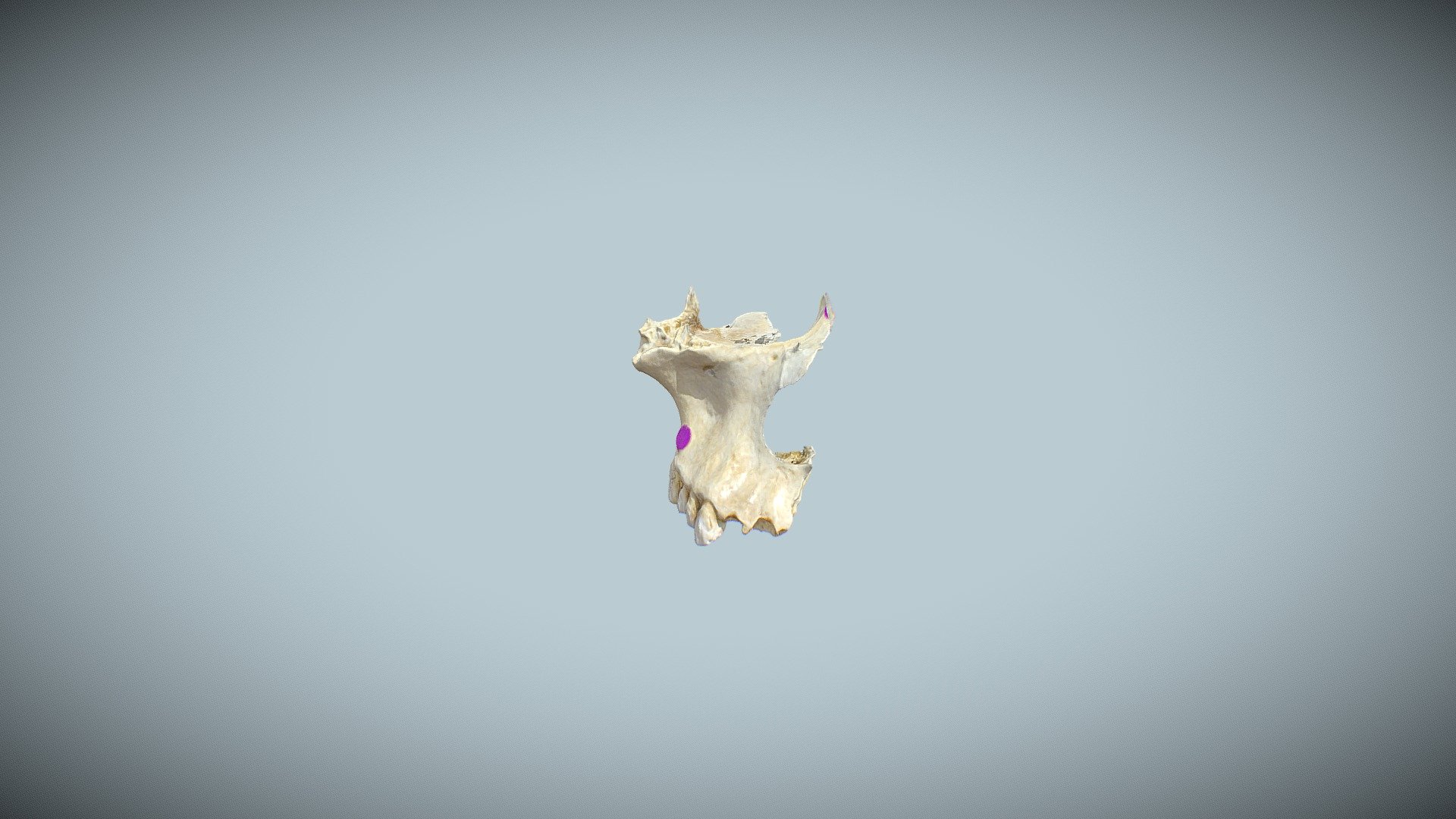 Maxilla Final - 3D model by San Diego State University (@sdsu) [5f25e4d ...