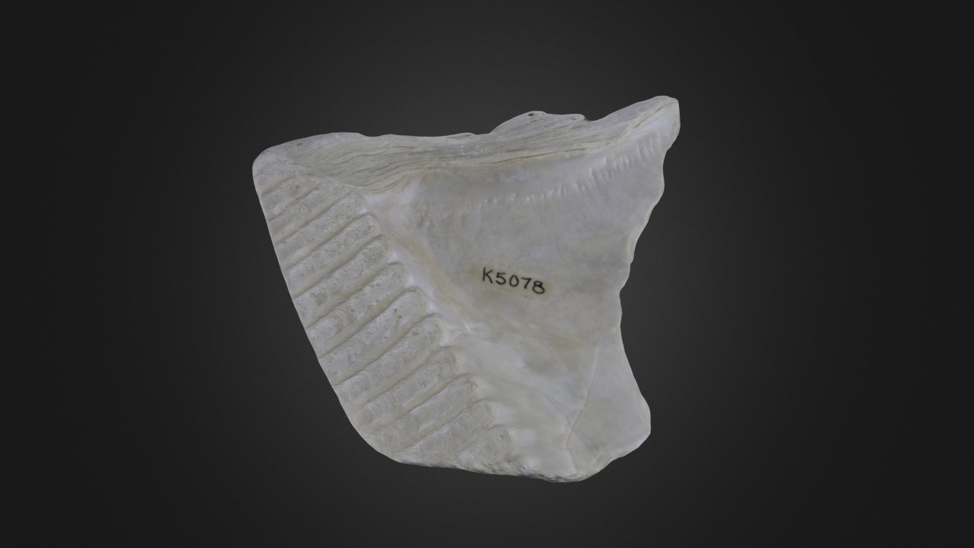 Bivalve: Isognomon maxillata (PRI 76763) - Download Free 3D model by ...
