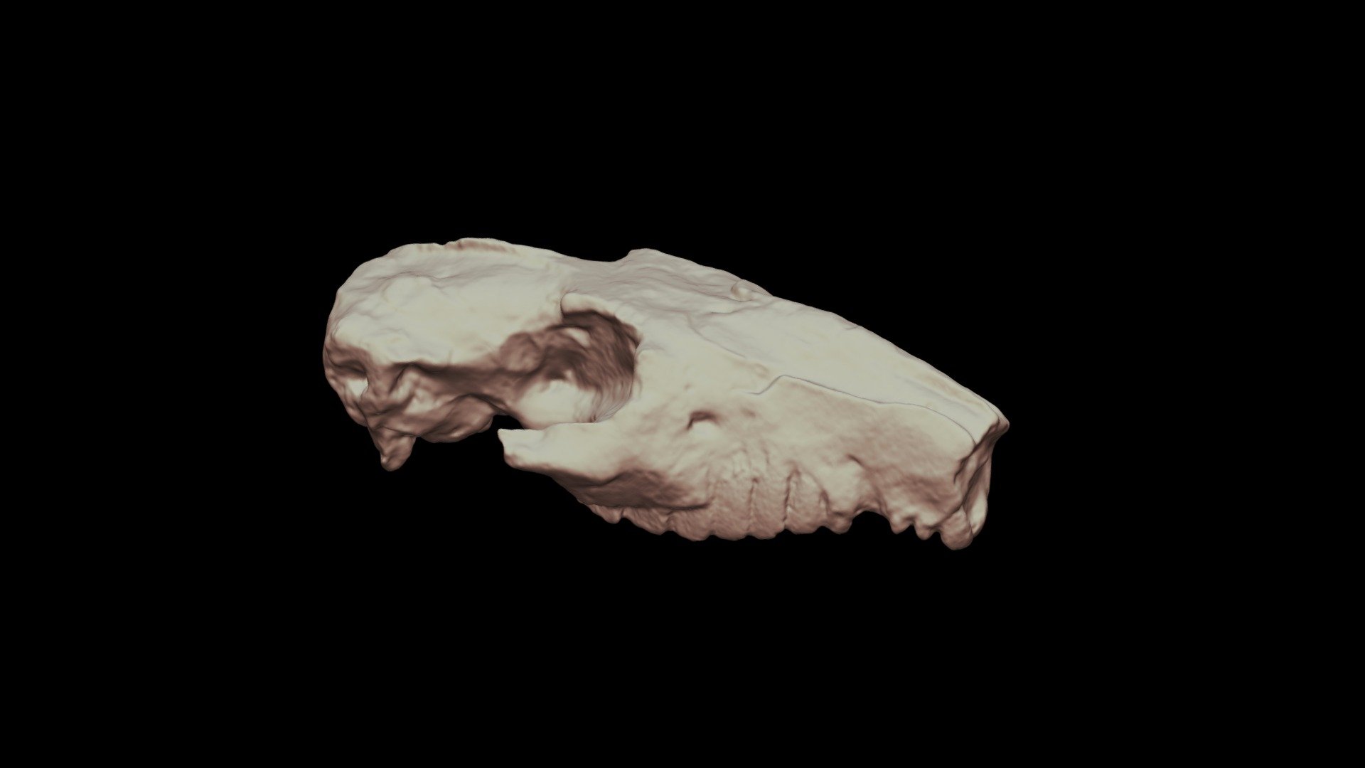 Archaeohyrax patagonicus - 3D model by Museo de La Plata, Argentina ...