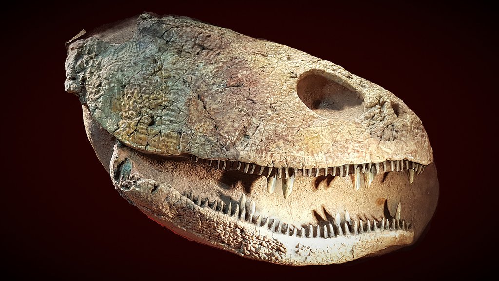 Paleontology in 3D - A 3D model collection by luiscoya - Sketchfab