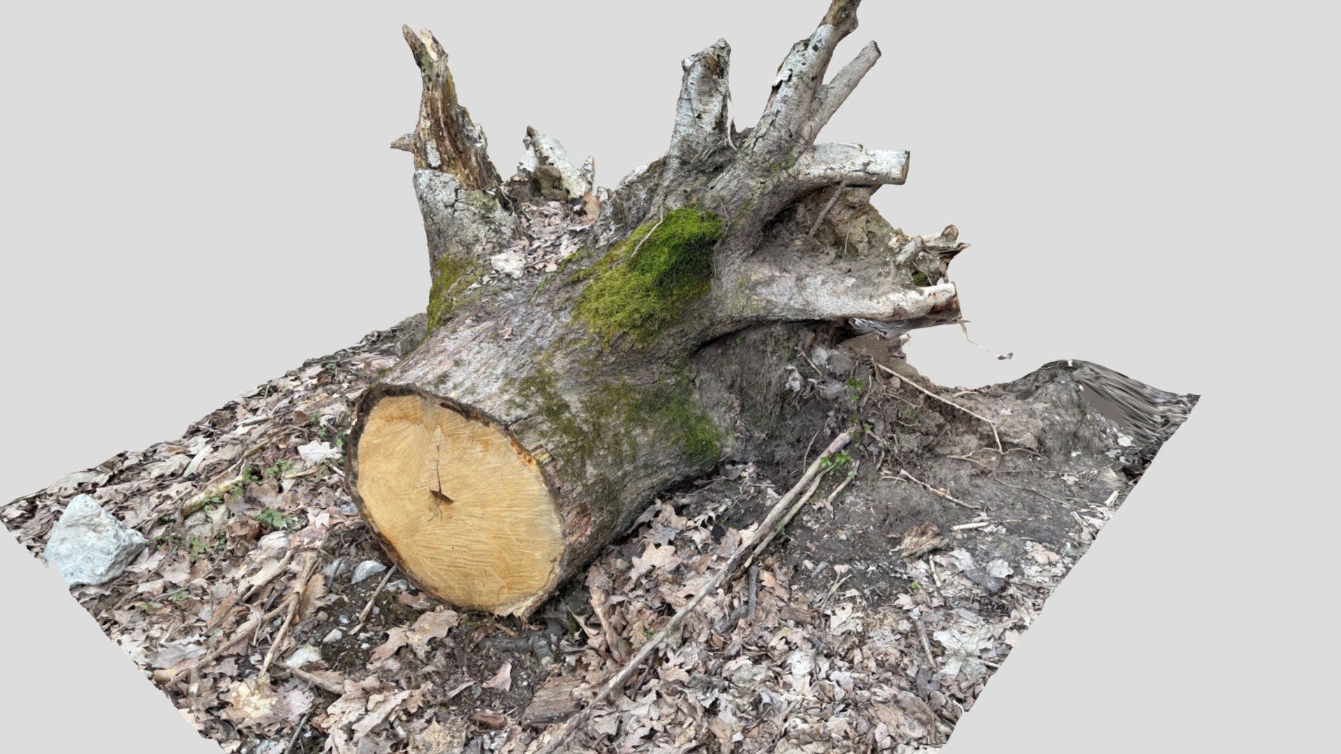 Oak tree stump - Download Free 3D model by ScanMe [5f30bd3] - Sketchfab