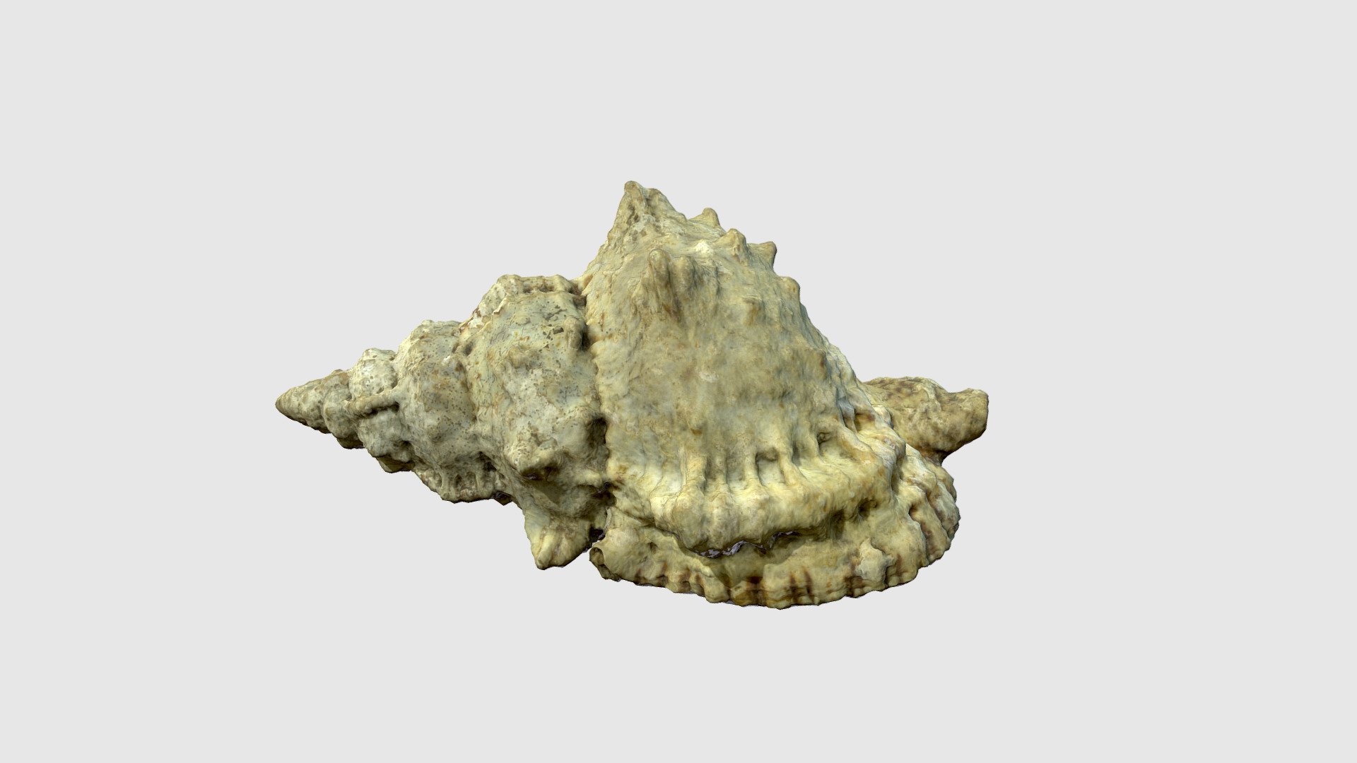 Seashell_006 scan - 3D model by JFPhotoscans [5f35118] - Sketchfab