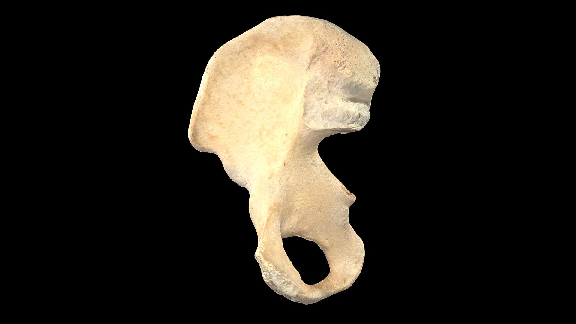 Hip Bone Photogrammetry - Buy Royalty Free 3D model by Anatomy by ...