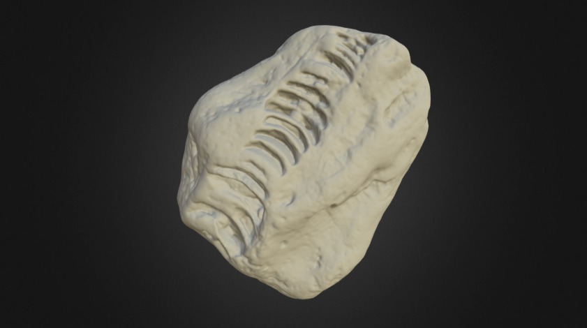Treptoceras crebriseptum 01:02 Automated Mesh - Download Free 3D model ...