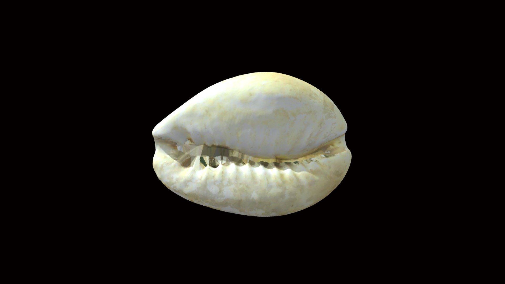 Cowry Shell Bead (VCU_3D_6703) - Download Free 3D model by Virtual ...