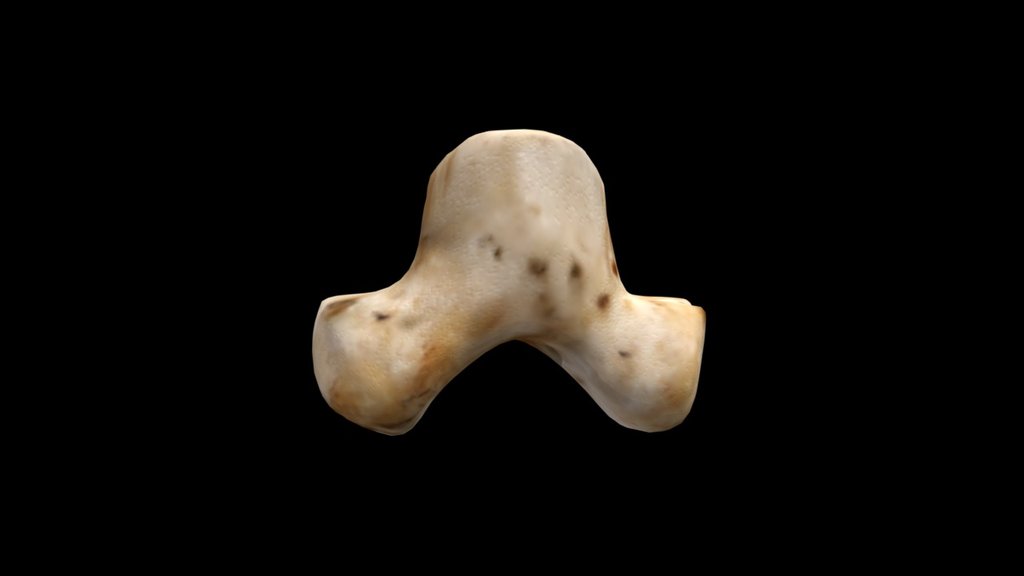 Presphenoid (3/4 months) - 3D model by Ras Benn (@rasbenn) [5f3e06b ...