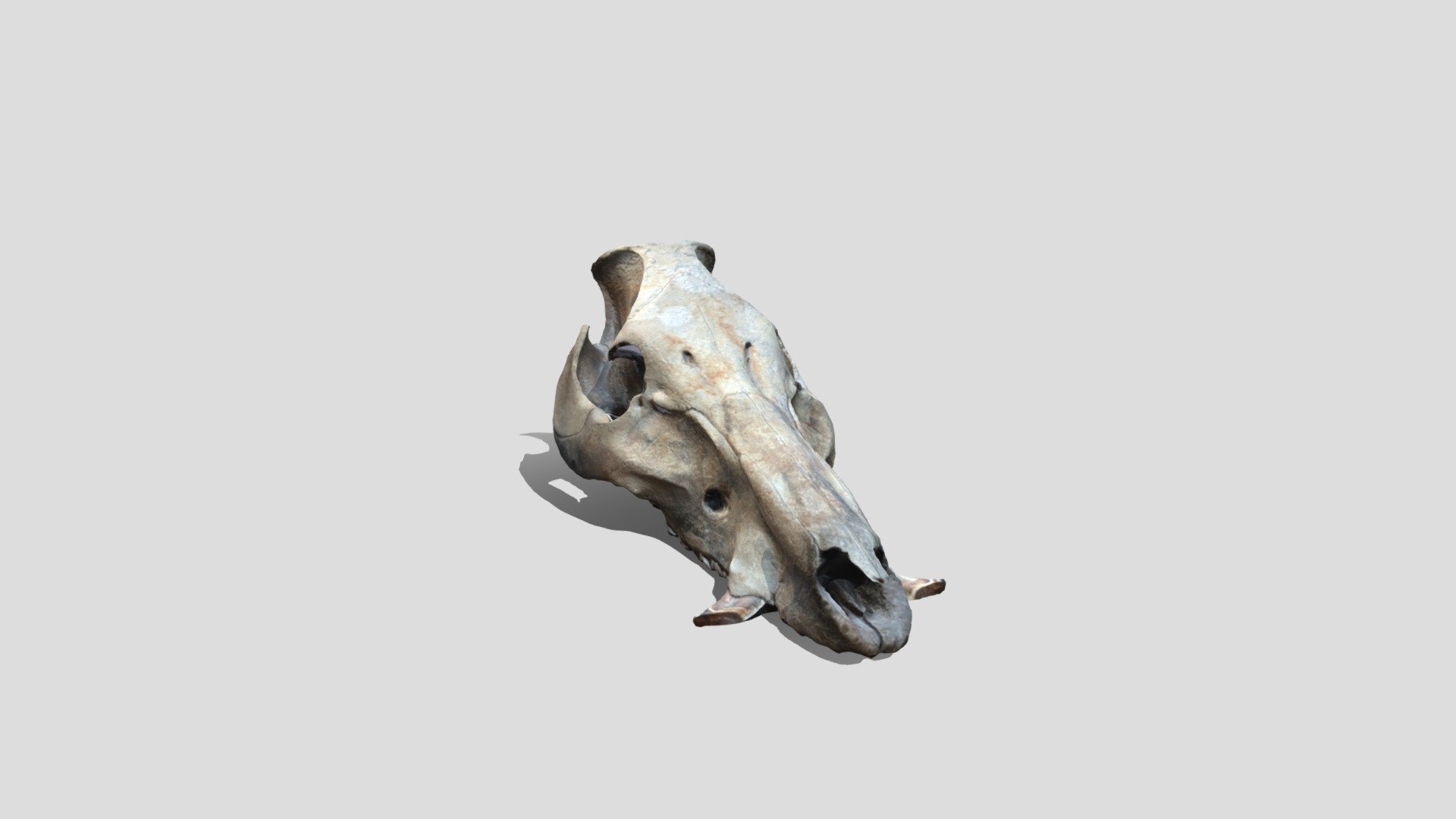 Boar Skull - 3D model by Barrett50 [5f408d5] - Sketchfab