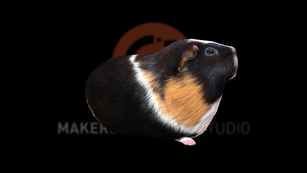 Guinea pig - 3D model by Makerlounge 3D-Studio (@makerlounge) [5f4618e ...