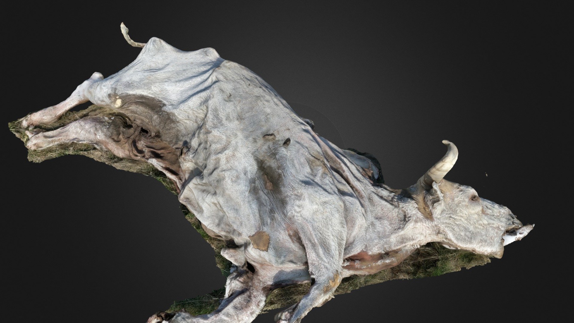 Cow cadaver Scan - Download Free 3D model by Per's Scan Collection ...