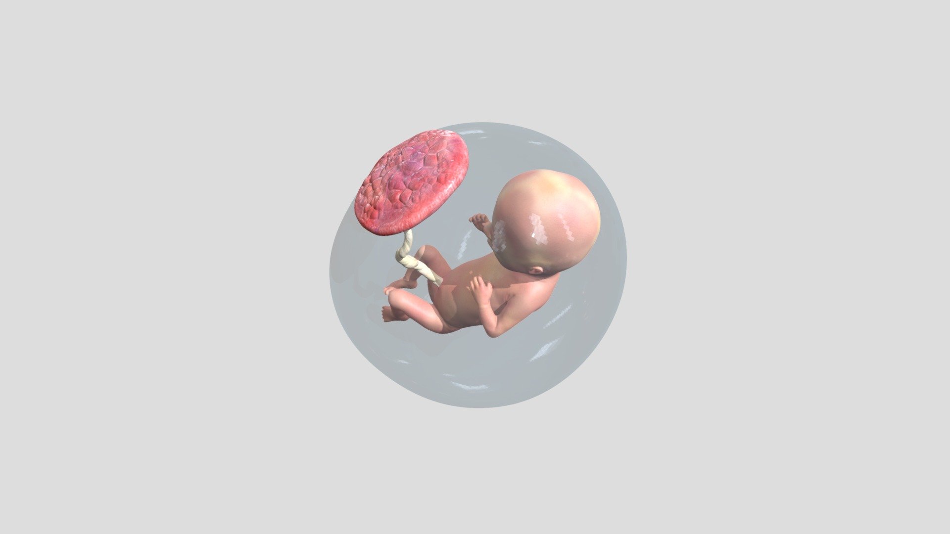 baby 16 weeks - 3D model by Catherine Sulzmann (@csulzmann) [5f53eb2 ...