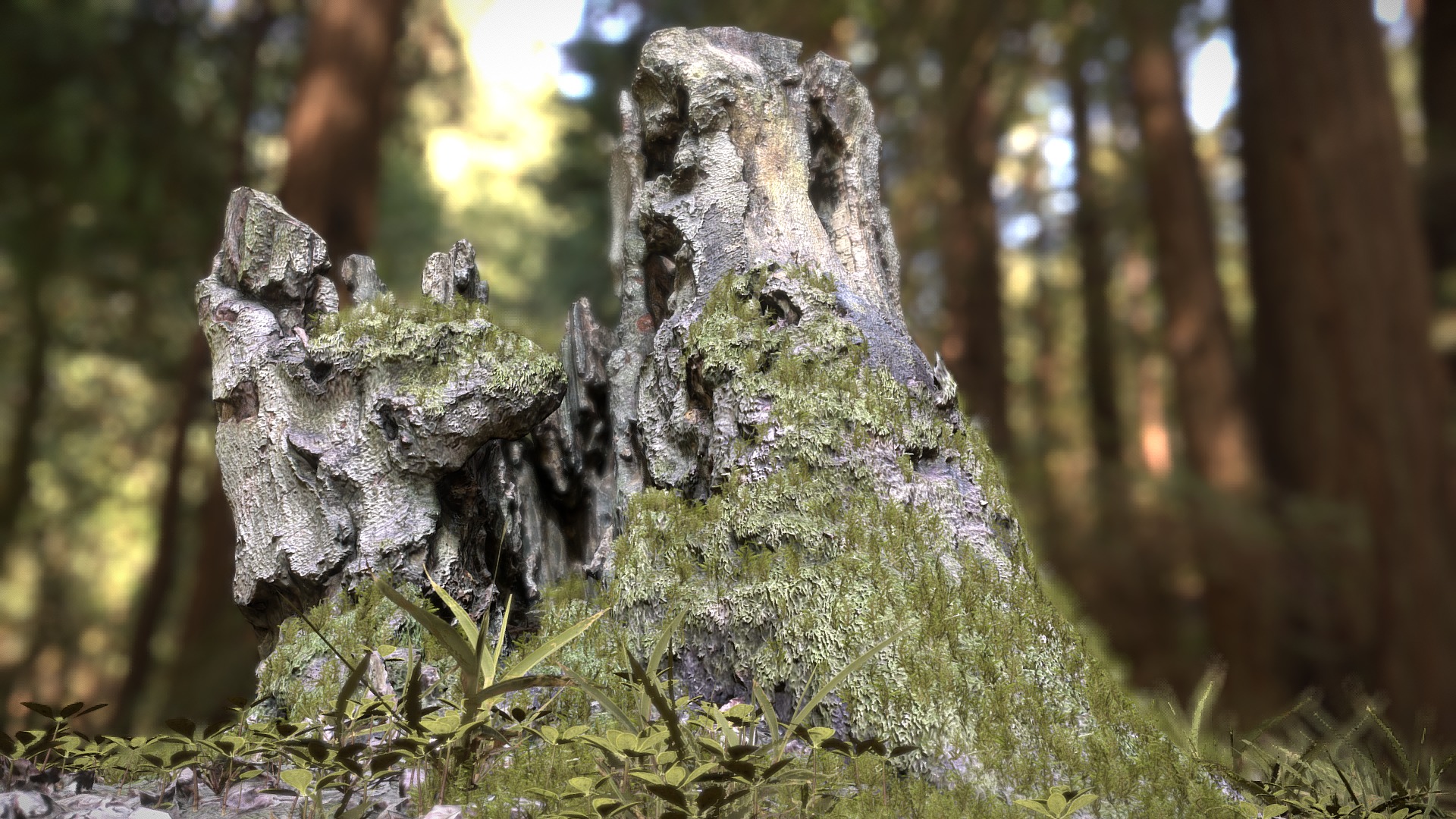 Old Oak Stump Obora - Download Free 3D model by 3dhdscan [5f5bb23] - Sketchfab