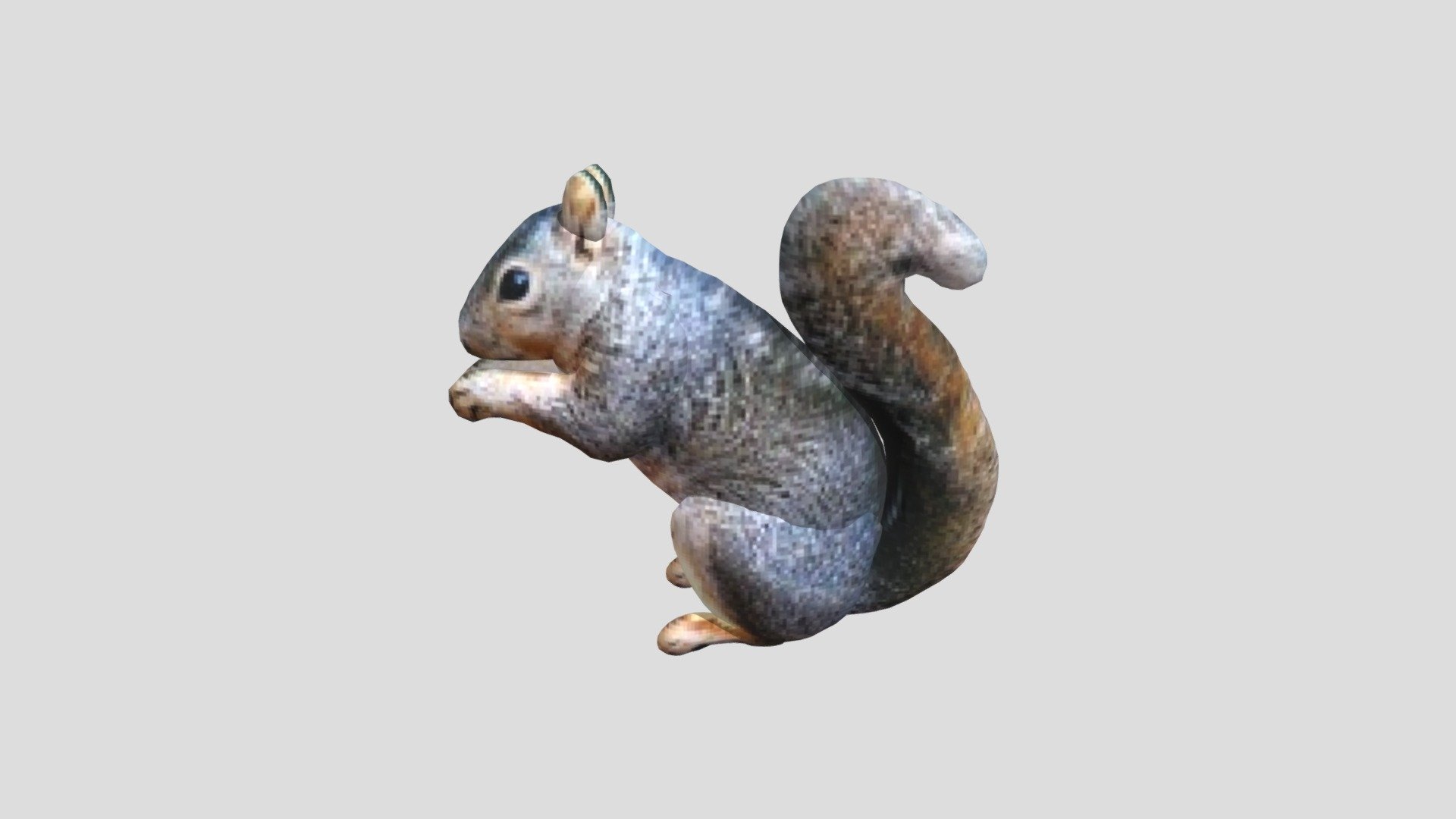 squirrel - 3D model by chenshinhuei [5f5c450] - Sketchfab