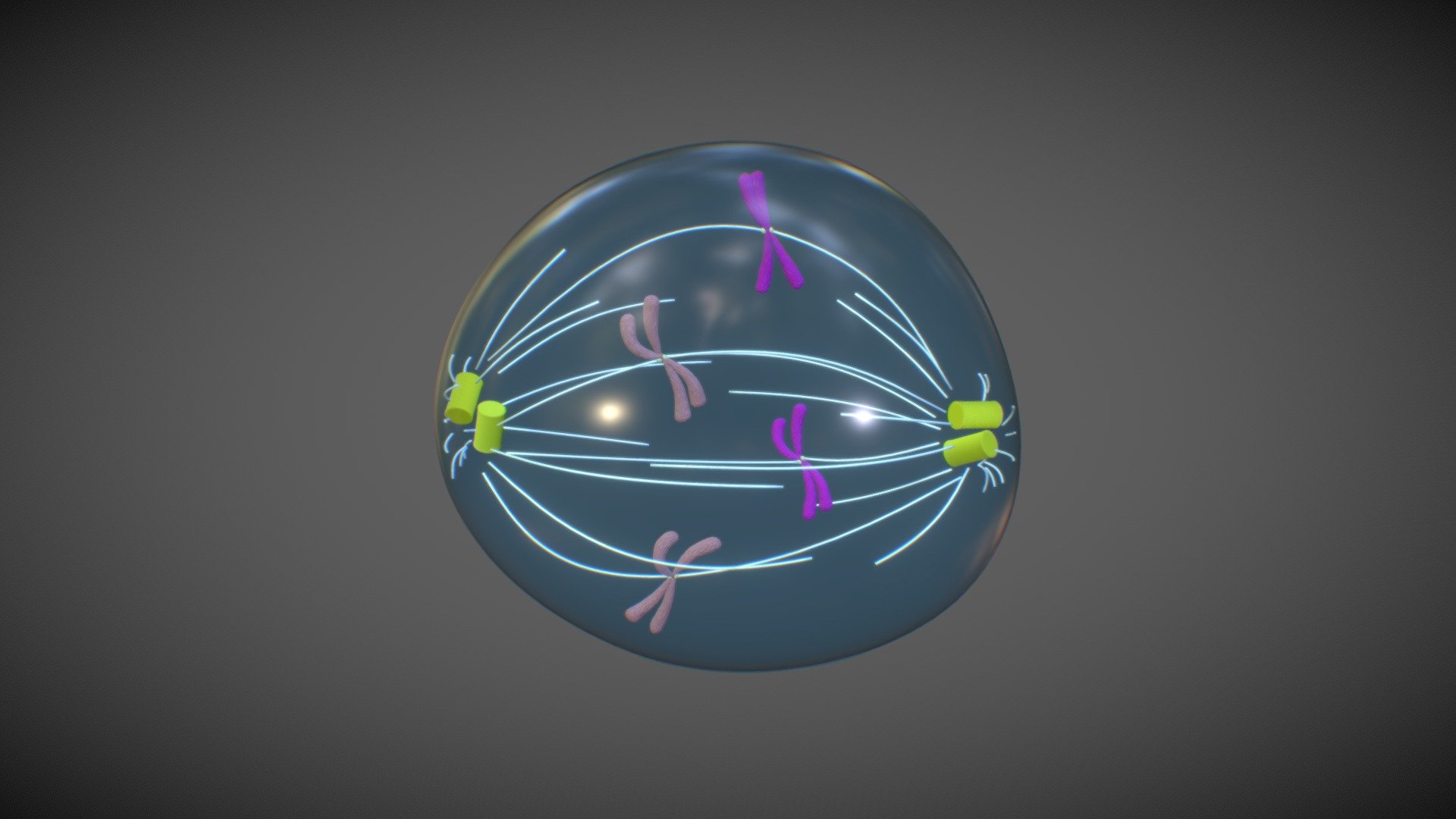 Mitosis - Fase 3 - 3D model by Rody Artigas Silva (@Dr.Rody.Artigas ...