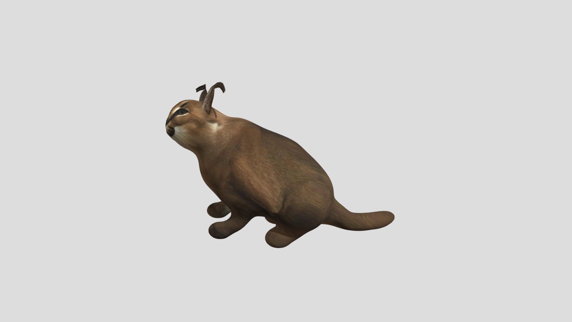 Mr.floppa - Download Free 3D model by Speaker bro (@Speakerbro ...
