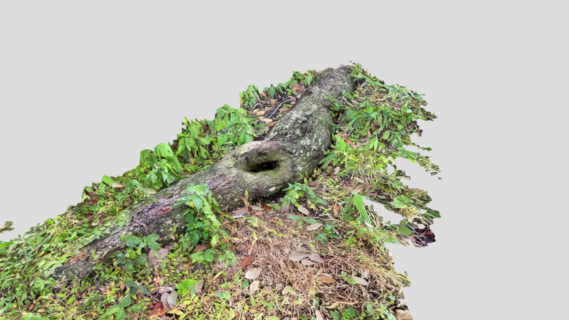 Close up Tree root - Download Free 3D model by tastemystyle [5f5df72 ...