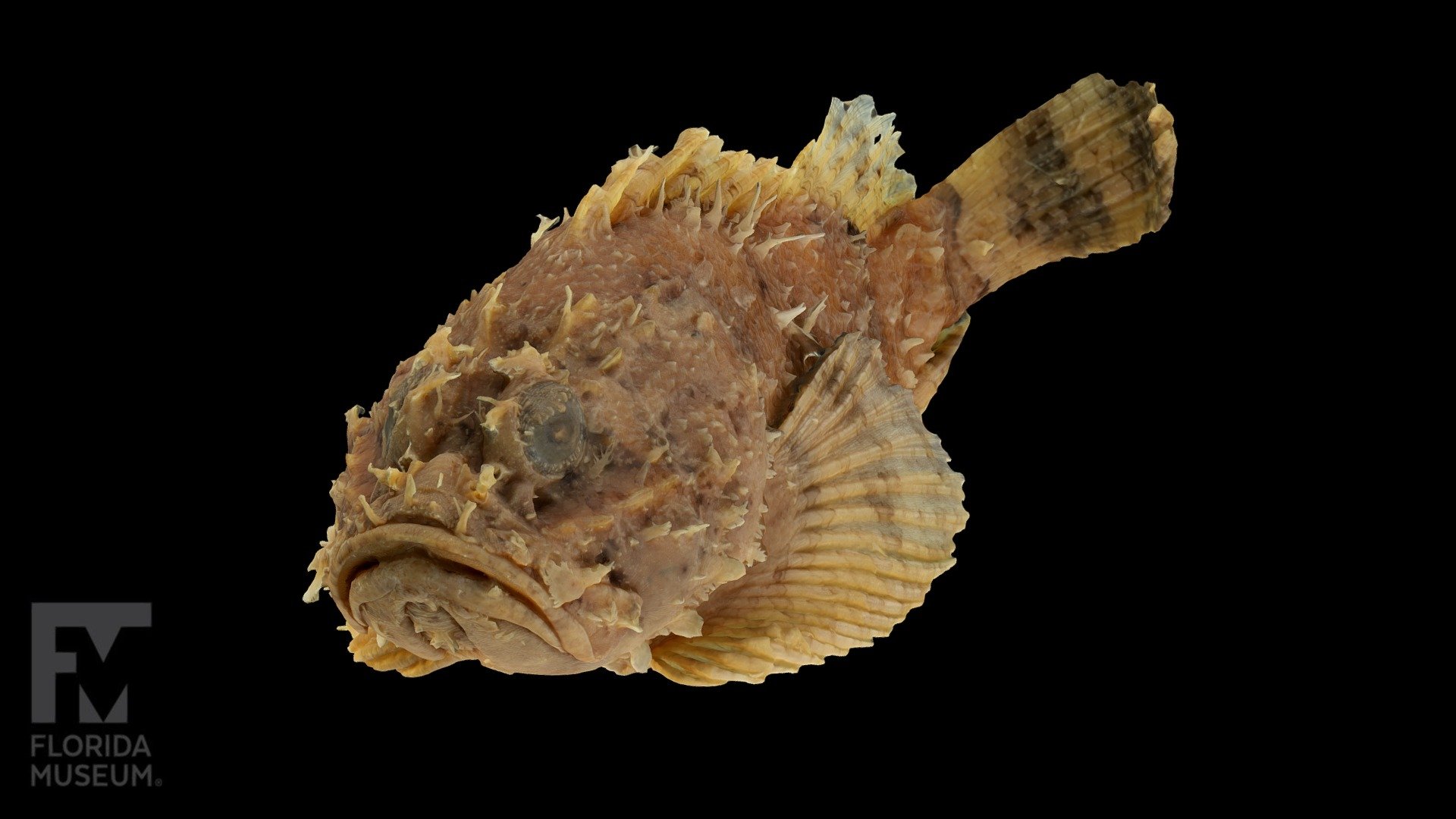 Spotted Scorpionfish (UF Fish 115888) - 3D model by FloridaMuseum ...