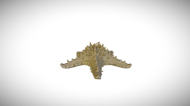Pentaceraster-regulus 3D models - Sketchfab