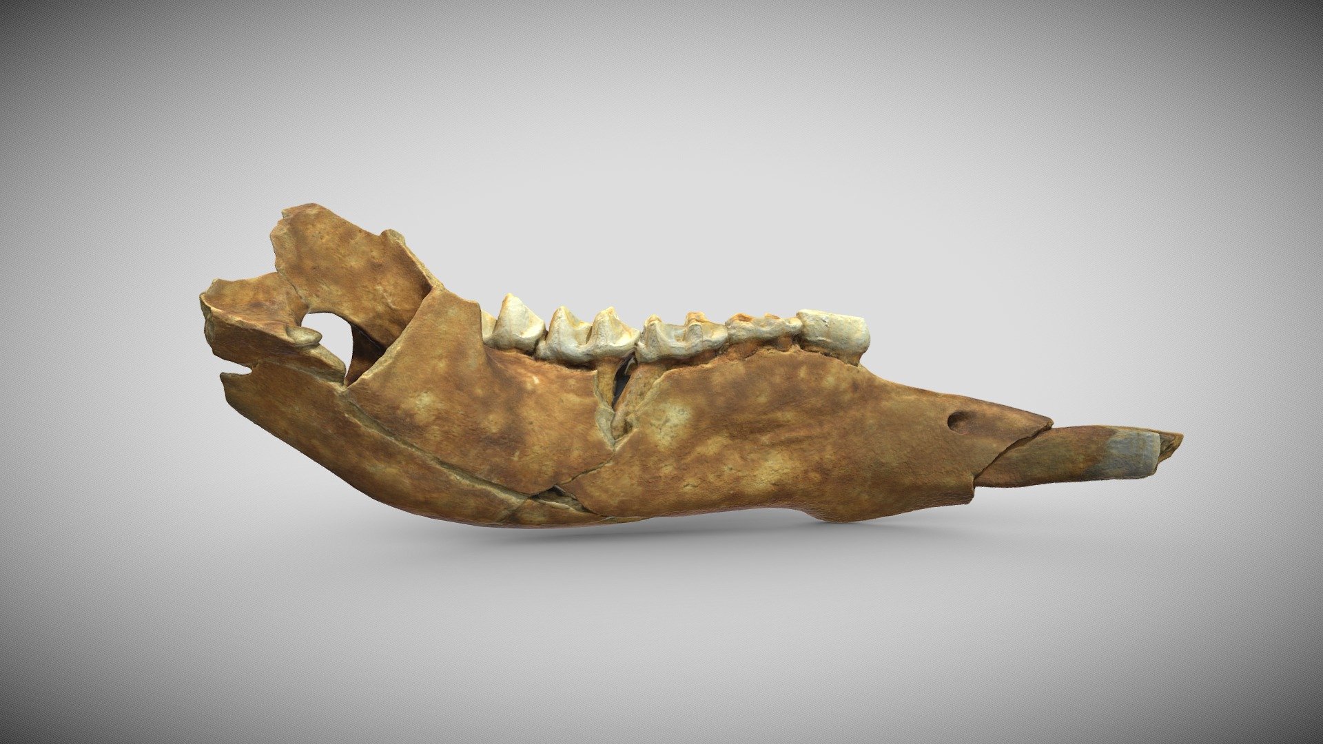 Troposodon minor (extinct giant hare wallaby) - 3D model by UQ School ...