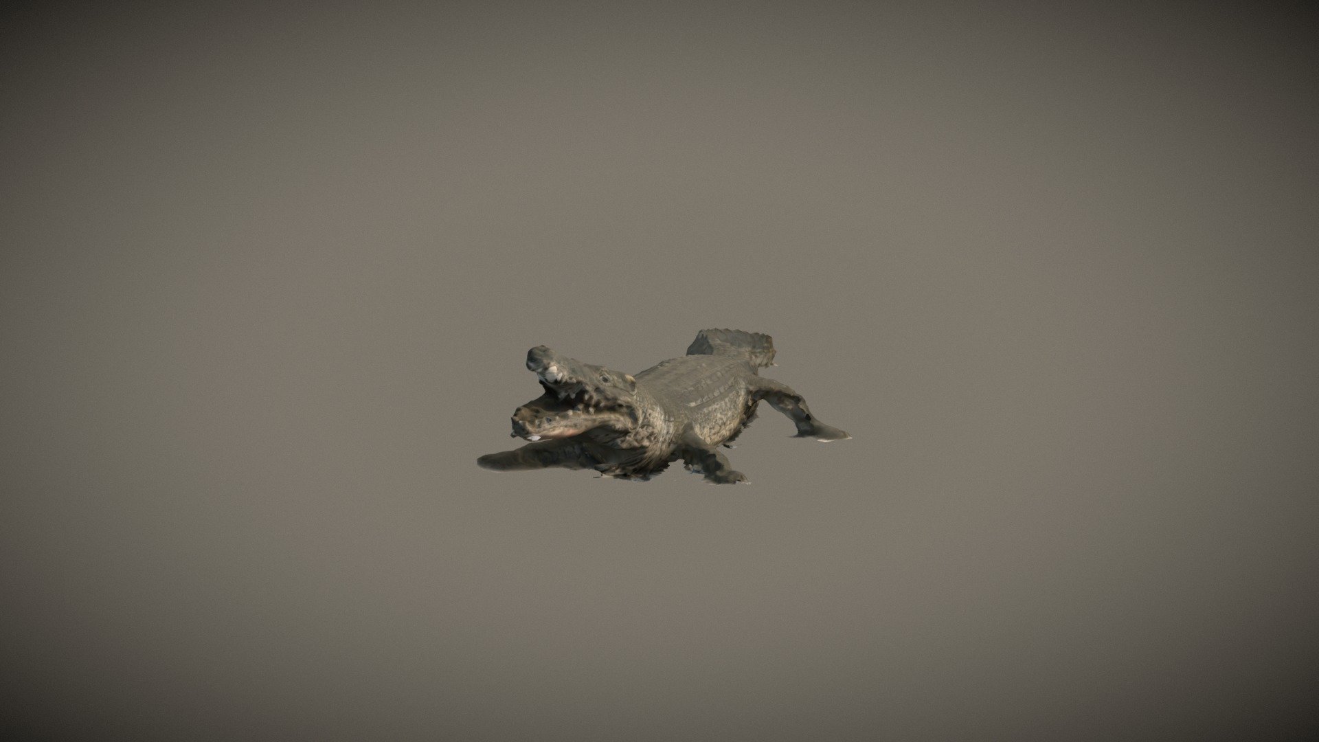 Gator model - 3D model by bobsacha [5f6eda9] - Sketchfab