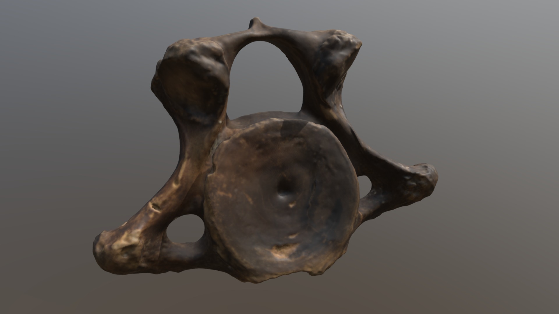 Mastodon Cervical Vertebra 5 (VCU_3D_4188) - 3D model by Virtual ...