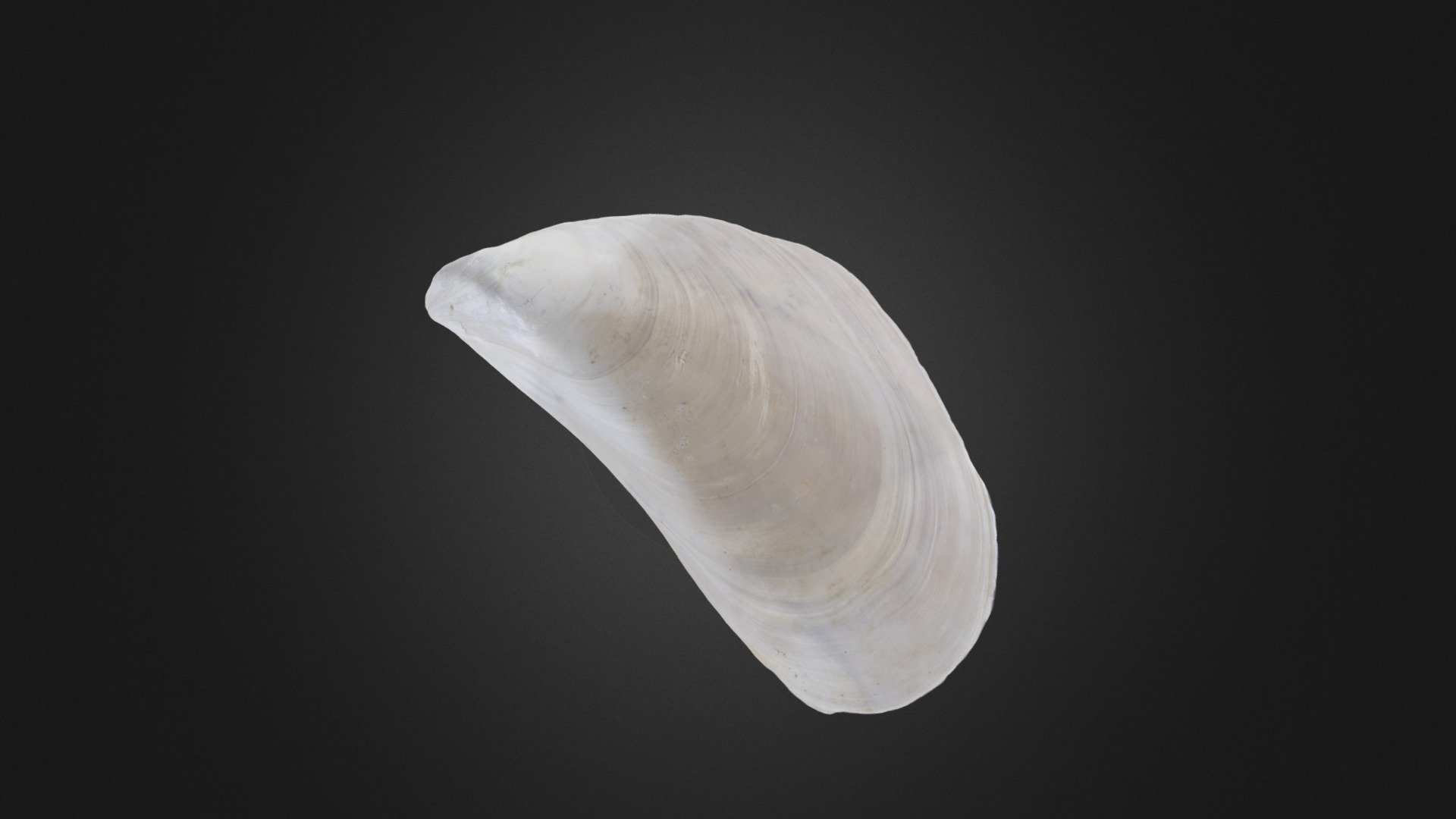 Bivalve: Perna conradia (PRI 46314) - Download Free 3D model by Digital ...