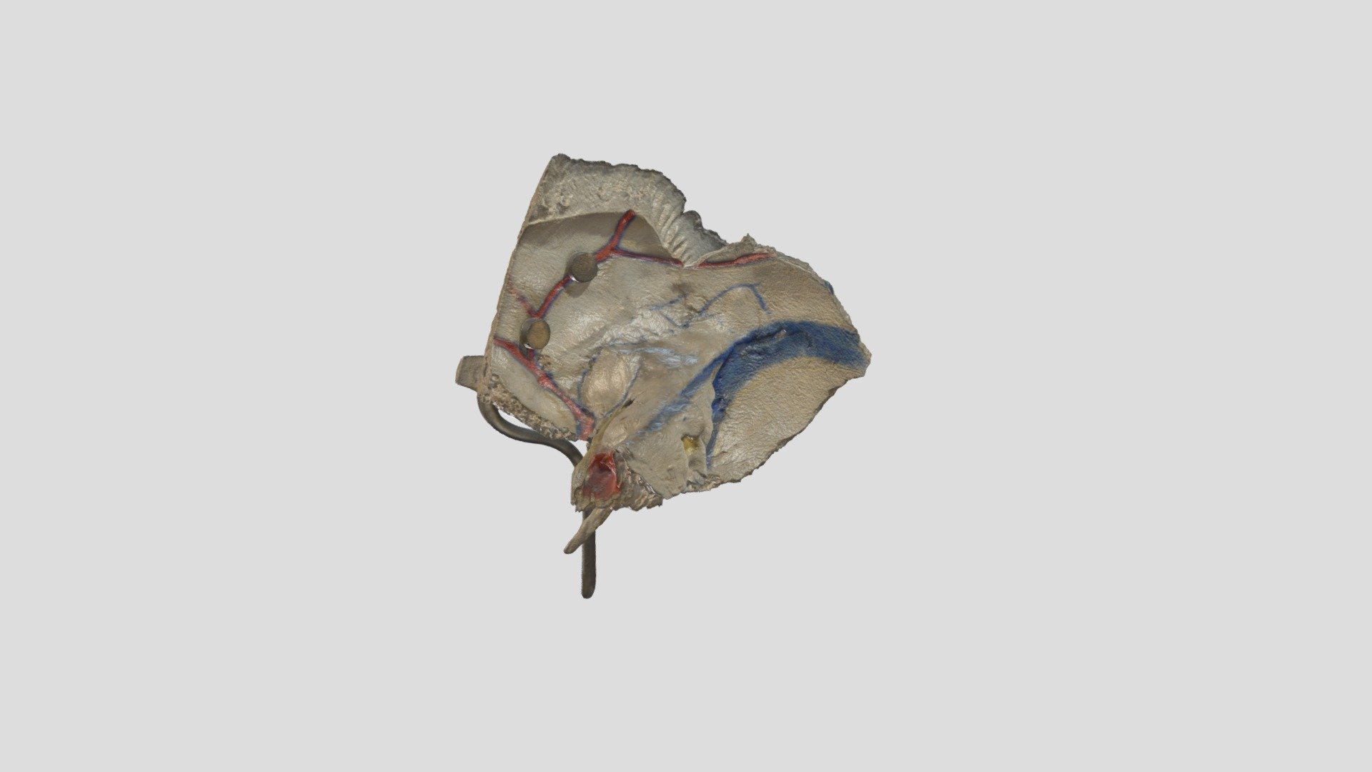 os temporale processus mastoideus archways - 3D model by Institute of ...