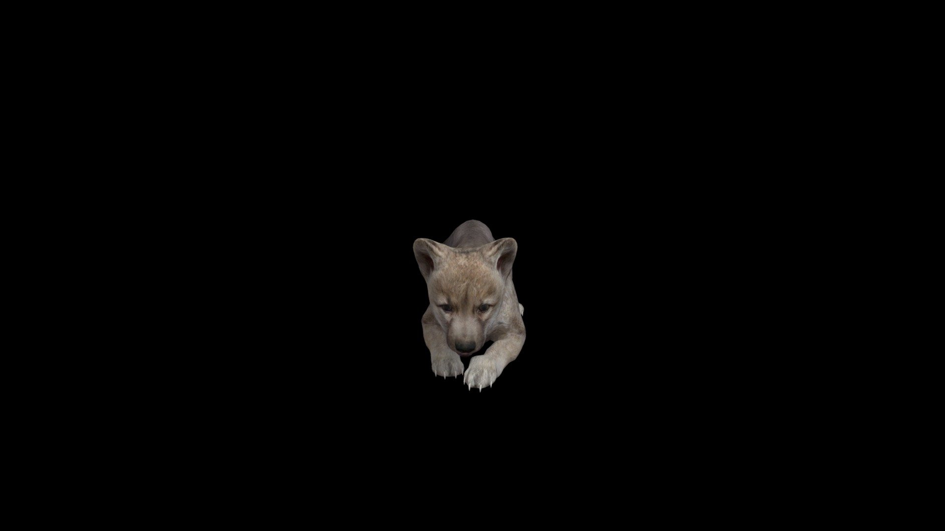 Wolf-baby - 3D model by S-Club (@saad54) [5f96a89] - Sketchfab