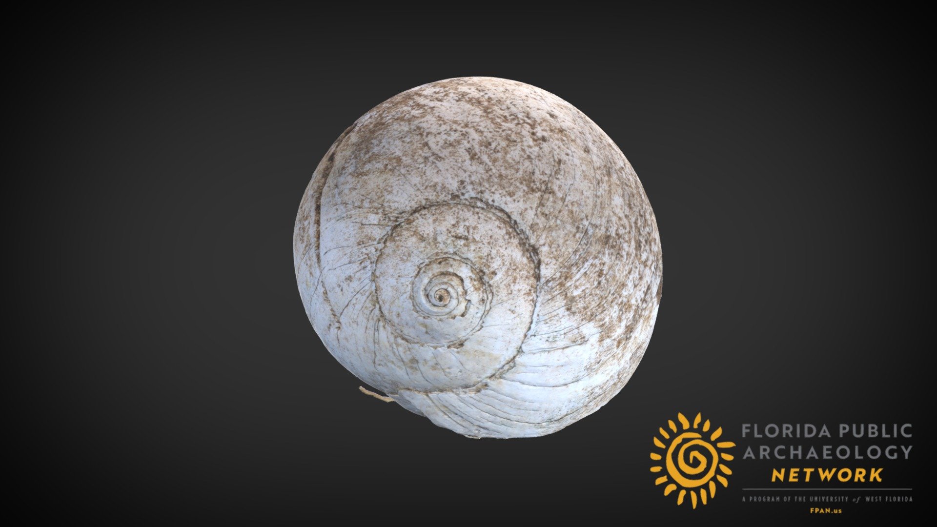 Shark's Eye Shell - Download Free 3D model by Florida Public ...