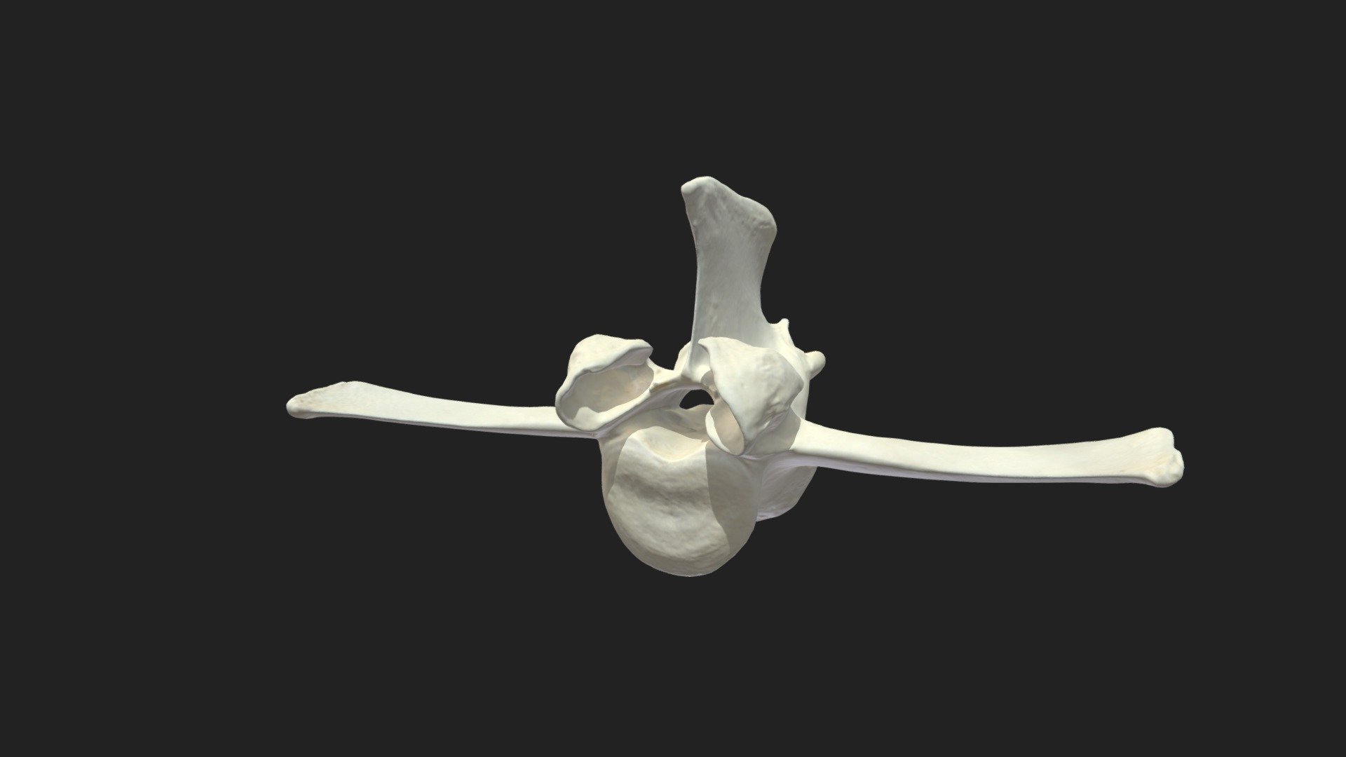 4th lumbal vertebra (vertebra lumbalis) sheep - 3D model by ...
