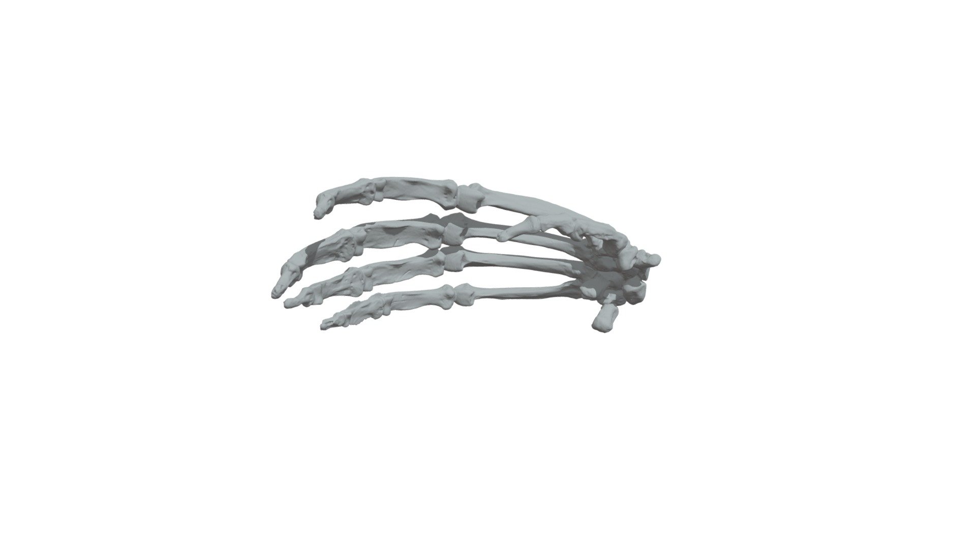Hand 1 - Download Free 3D model by GW Anthropology Laboratories ...