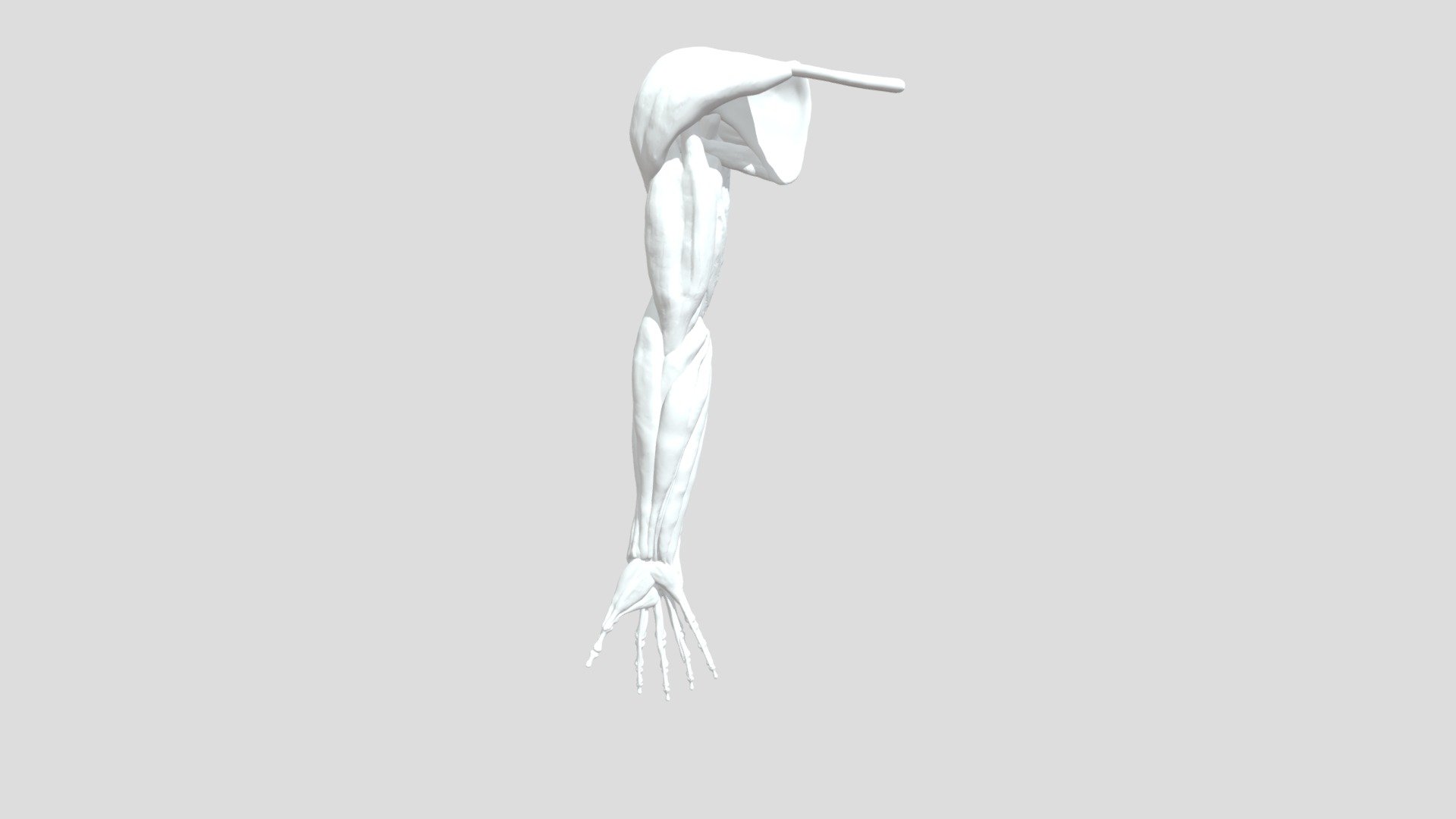Arm muscle - 3D model by sonnlly [5fa18a6] - Sketchfab