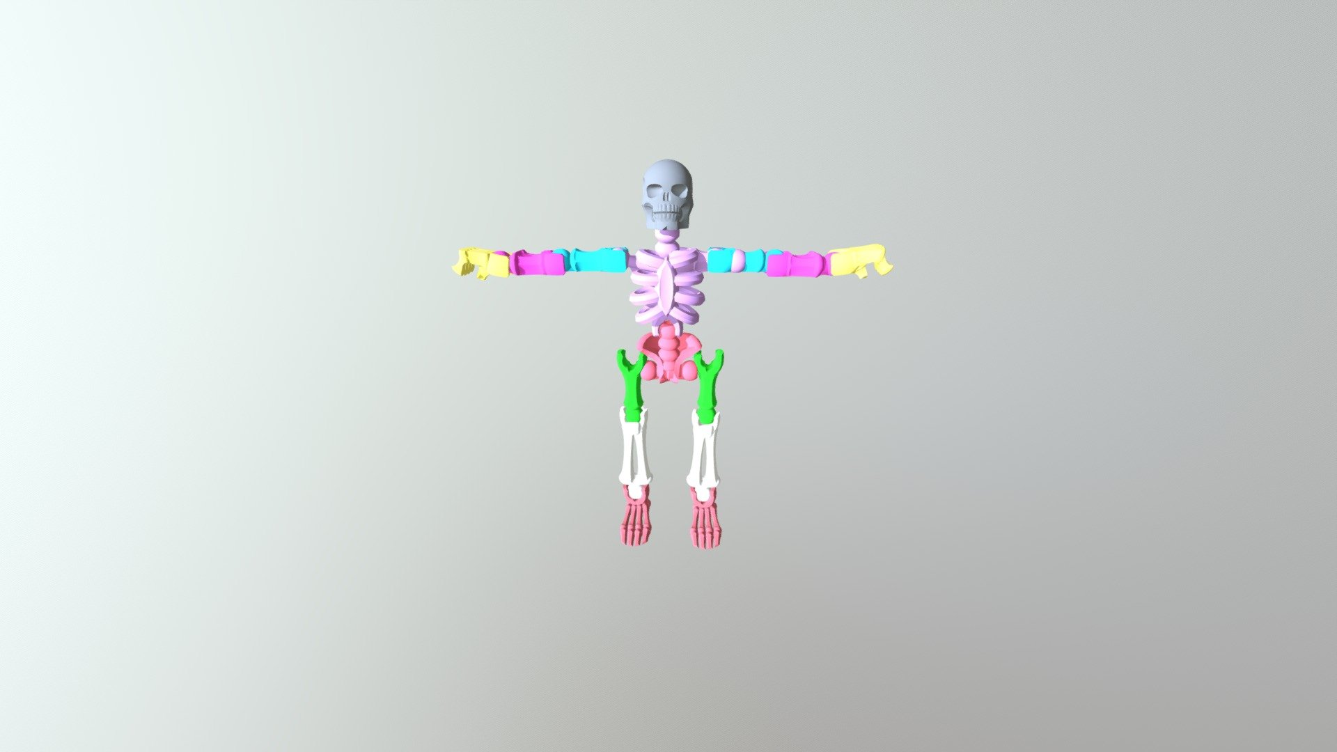 Skeleton - 3D model by ssuvilcamp07 [5fa278d] - Sketchfab